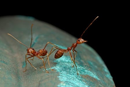 Ants - How to identify them, how to remove them?
